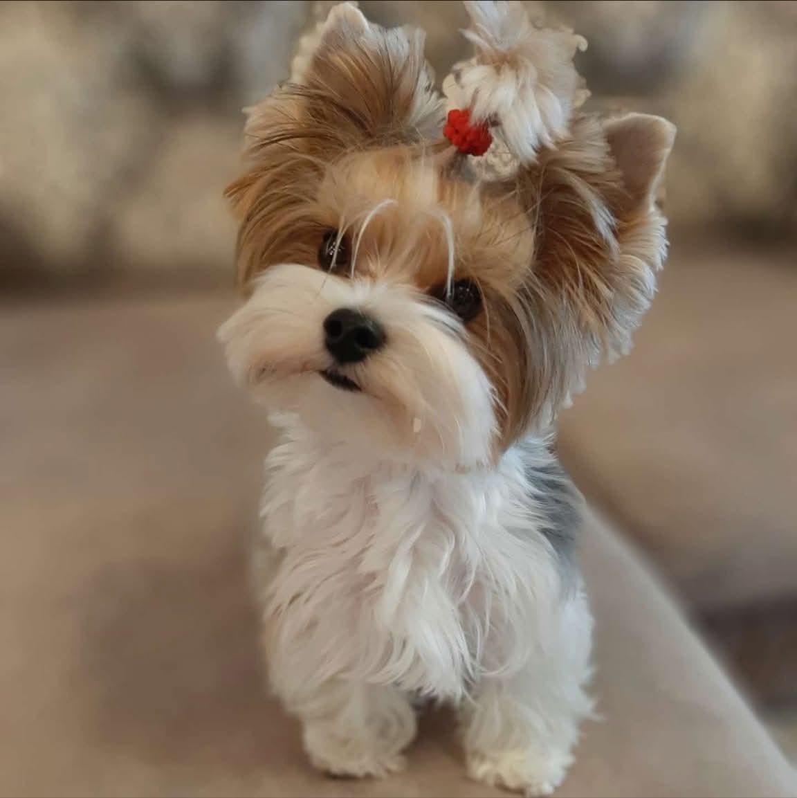 Bunny – Save Rescued Yorkies