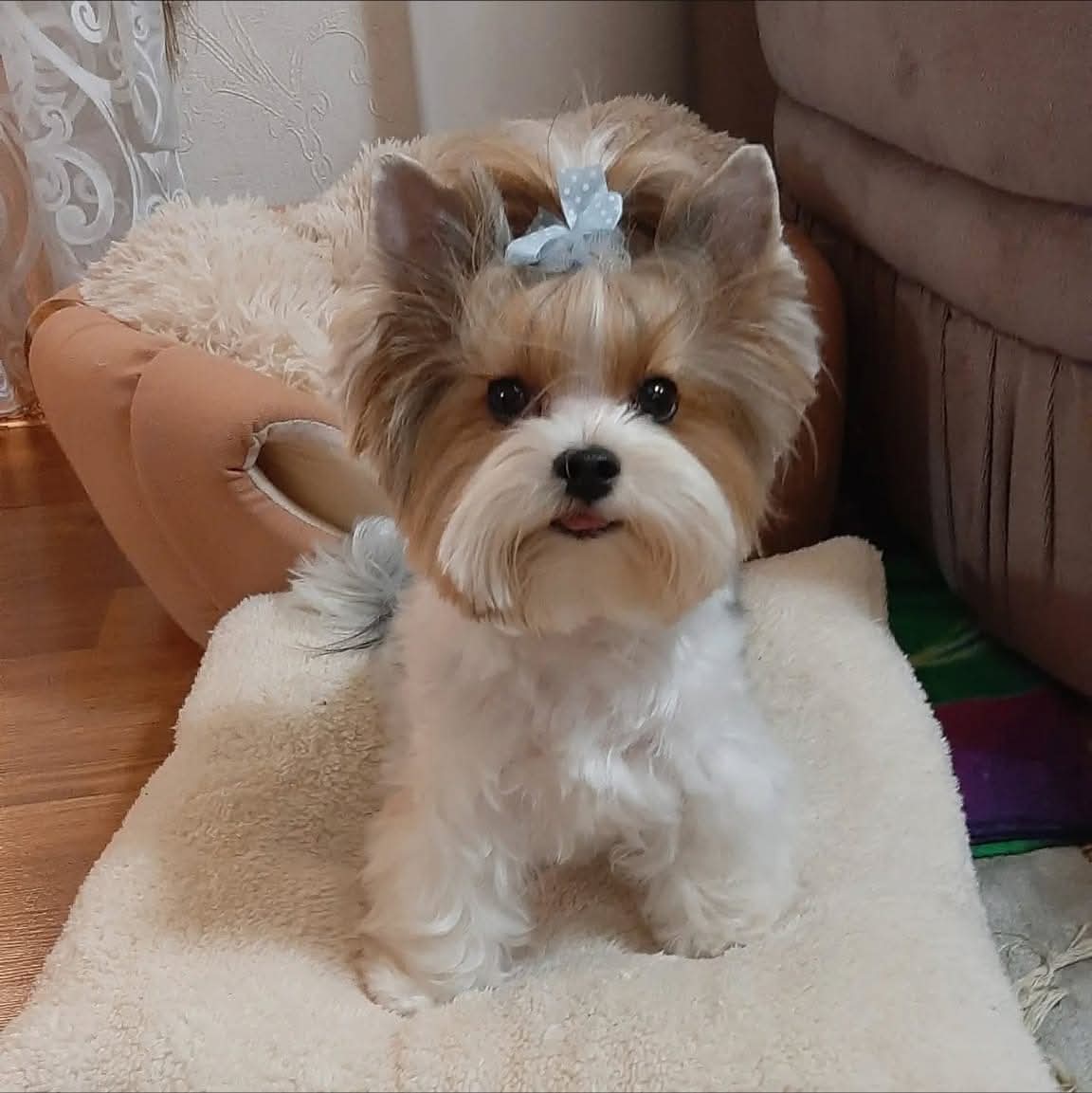 Bunny – Save Rescued Yorkies